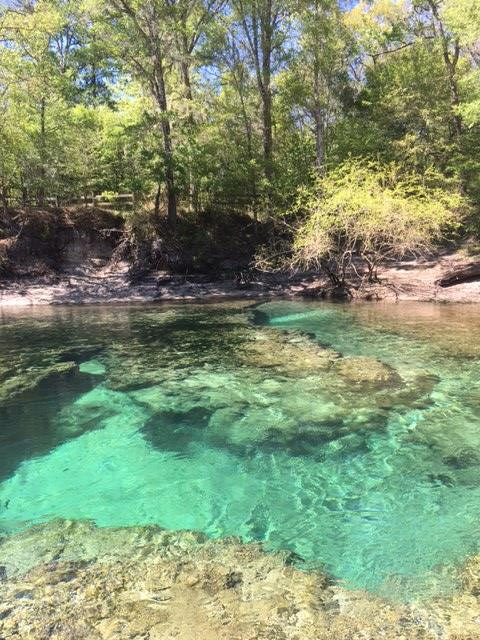 Little River Spring, Suwannee County, March 2017 – A Florida Spring Odyssey