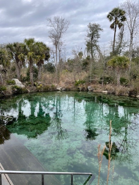 Econofina: Pitt, Sylvan, and Williford Springs – A Florida Spring Odyssey