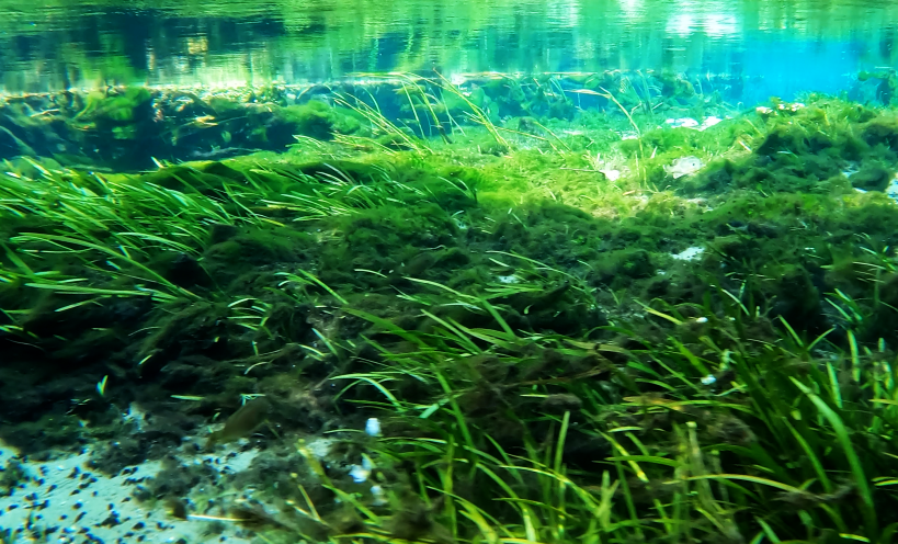 Gum Slough, the spring that flows into Withlacoochee River (south) – A ...