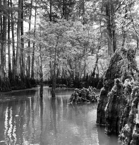 Morrison Springs – A Florida Spring Odyssey