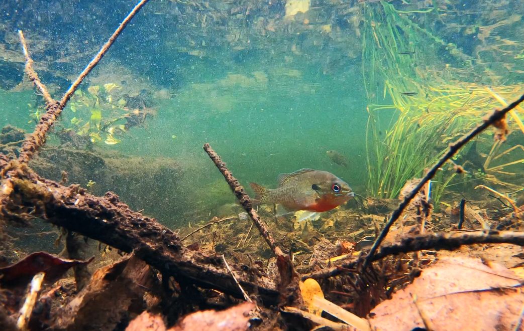 Gum Slough, the spring that flows into Withlacoochee River (south) – A ...