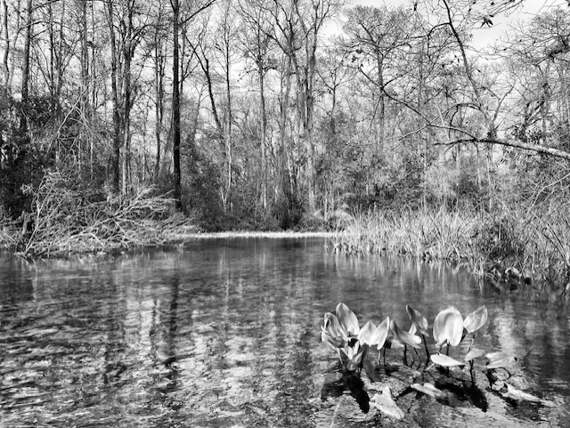 Gum Slough, the spring that flows into Withlacoochee River (south) – A ...